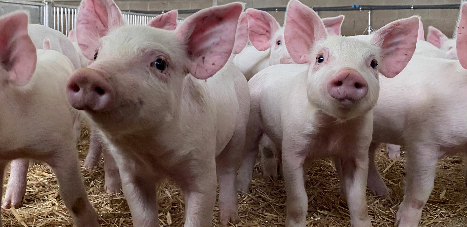 Mangimi per suini personalizzati sui tuoi animali | PBA
